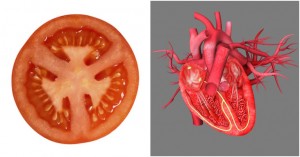 12 healthy foods that look like the body part they're good for - Healthista