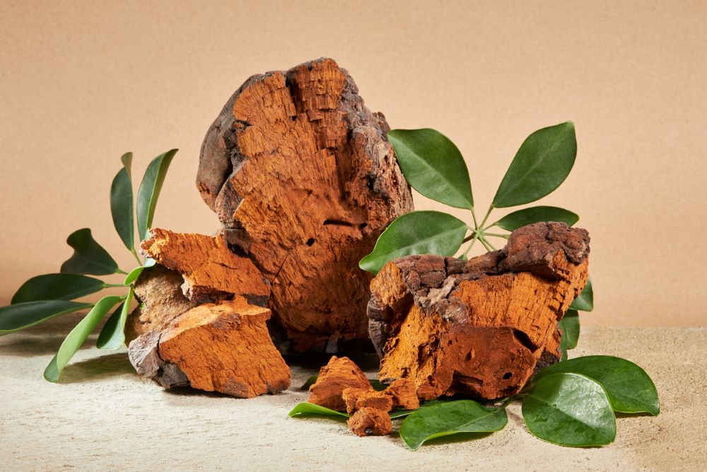 Lion's mane, reishi, chaga - 9 reasons medicinal mushrooms are the new CBD